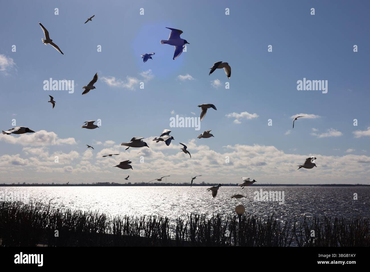Seagulls flying against wind over hi-res stock photography and images ...