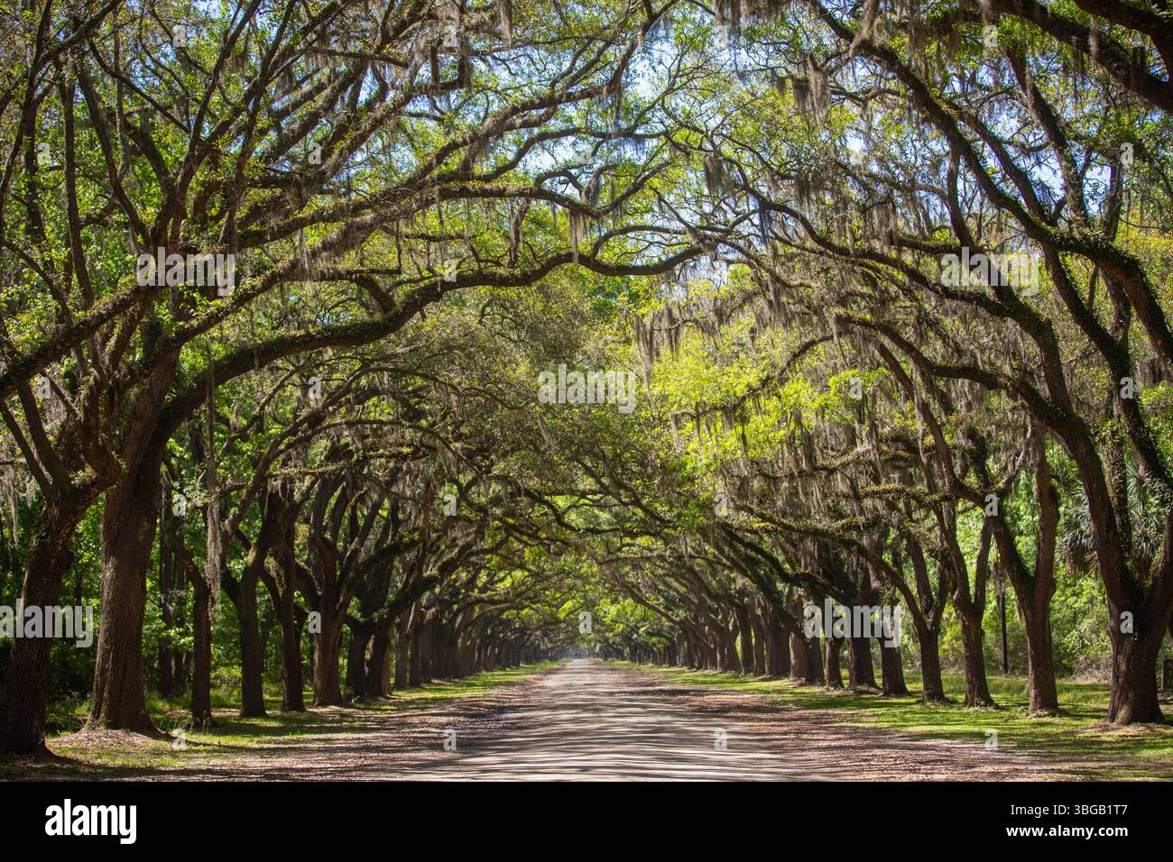 Scenic tree tunnel at Wormsloe Historic Site Plantation in Savannah ...