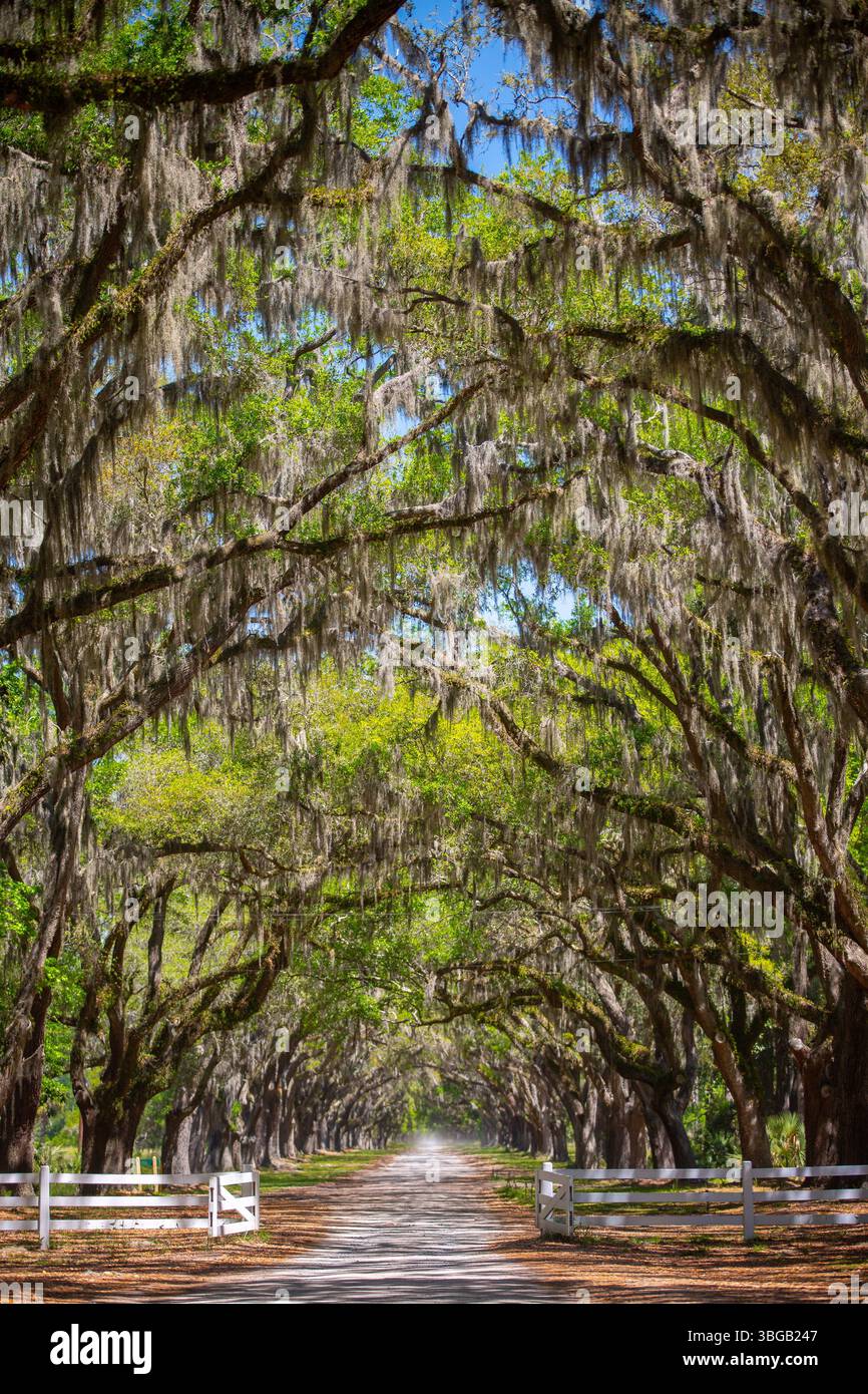 Scenic tree tunnel at Wormsloe Historic Site Plantation in Savannah ...