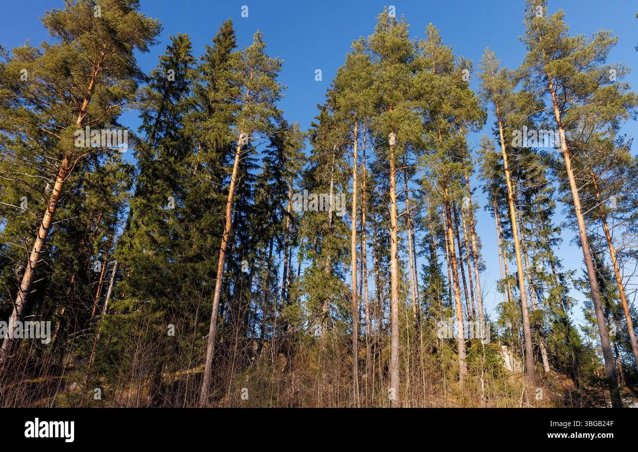 European pine trees (pinus sylvestris) in the forest at Spring, Finland ...