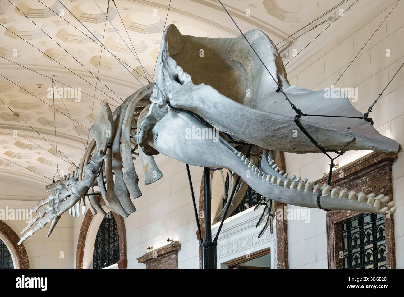 Sperm whale skeleton inside the National Museum of Natural History in ...