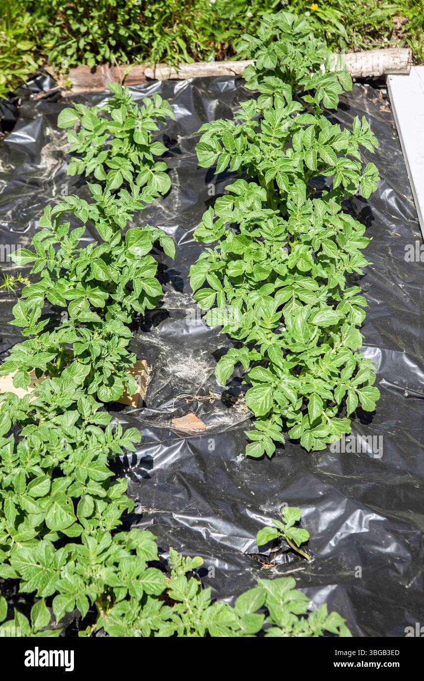 Vegetable plants under plant hi-res stock photography and images - Alamy