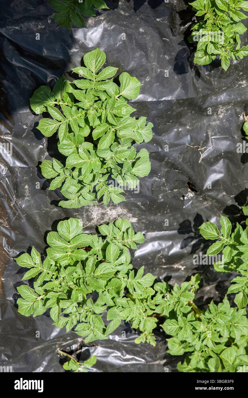 Vegetable plants under plant hi-res stock photography and images - Alamy