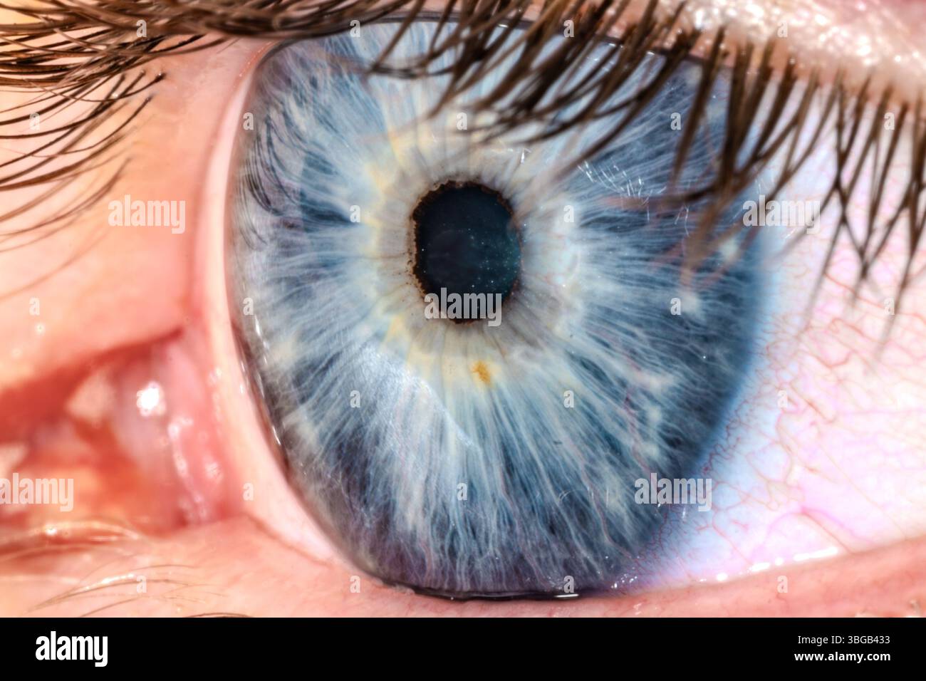 Description: Male Blue Colored Eye With Long Lashes Close Up ...