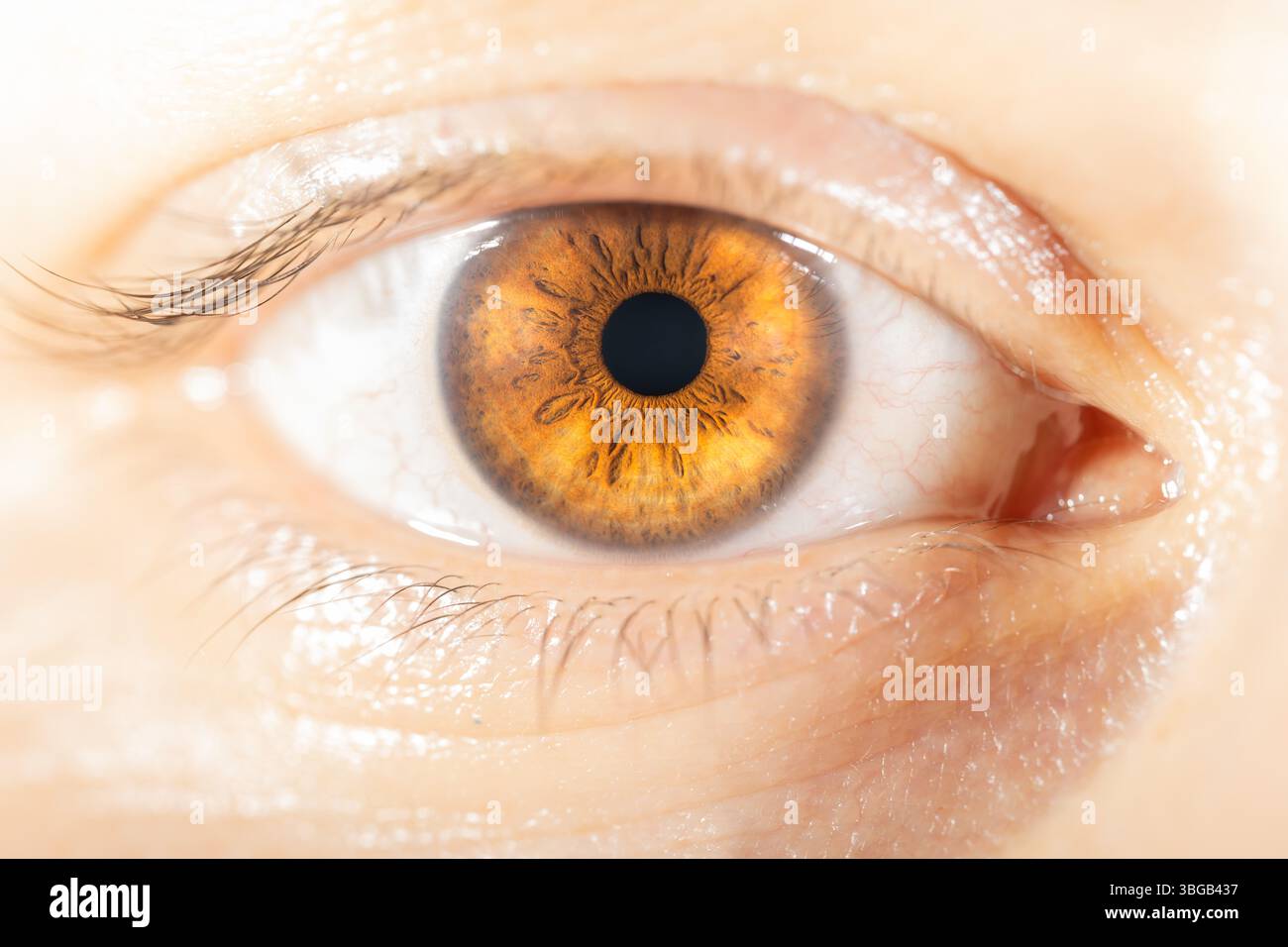 Description: Female Brown Colored Eye With Long Lashes Close Up ...