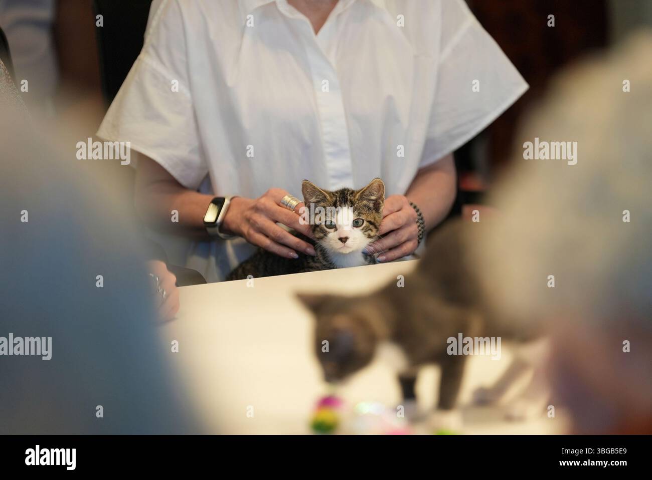 Kate Parkinson holds Meatball the kitten on Wednesday, June 4, 2025, at ...