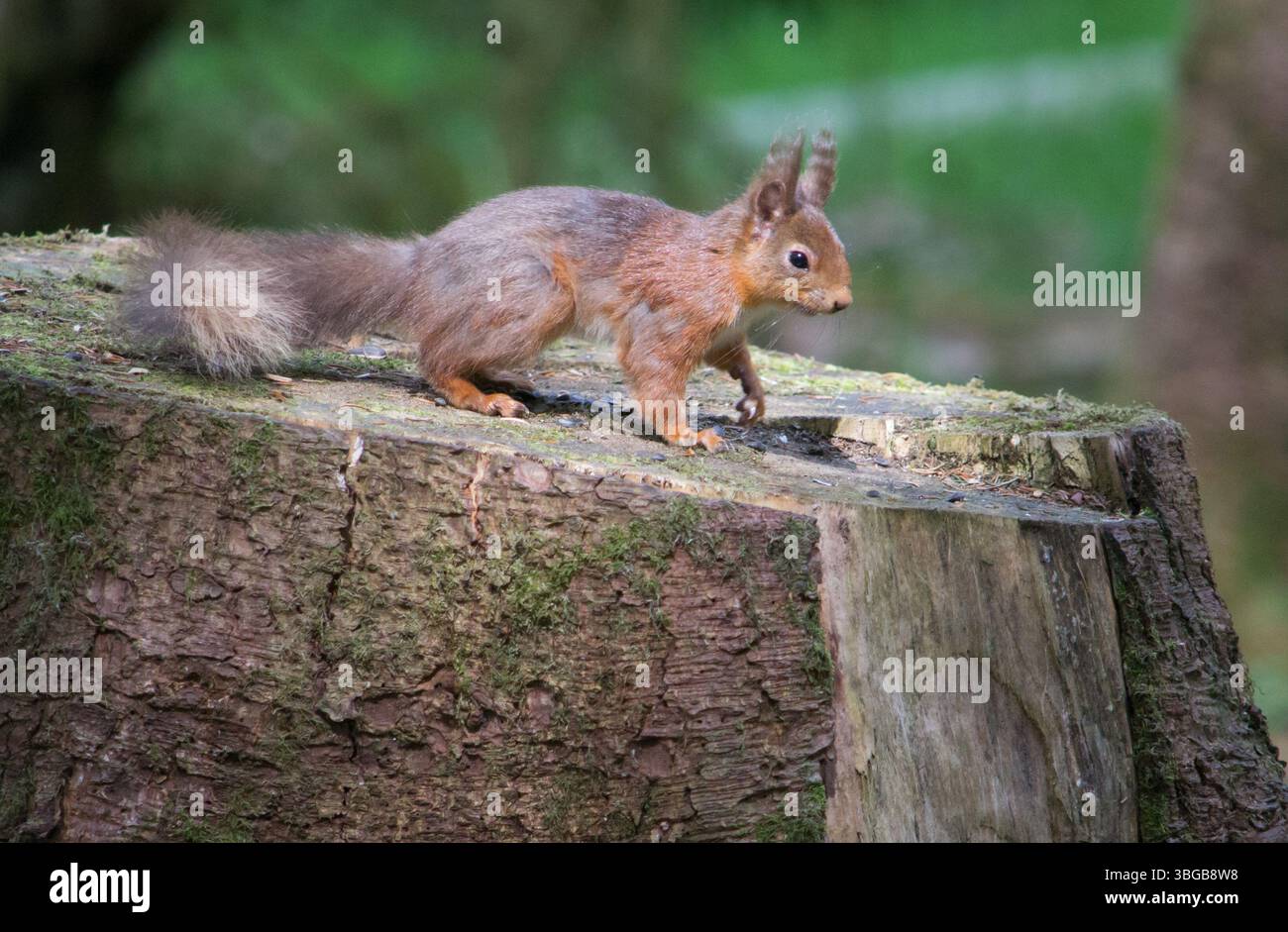 Red Squirrel (Sciurus vulgaris) taken in the grounds of the Shap Wells ...
