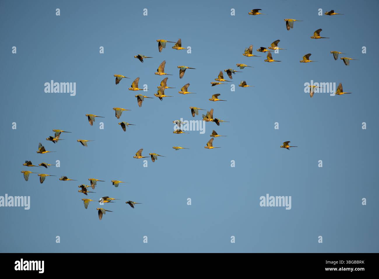 Flock burrowing parrot cyanoliseus hi-res stock photography and images ...