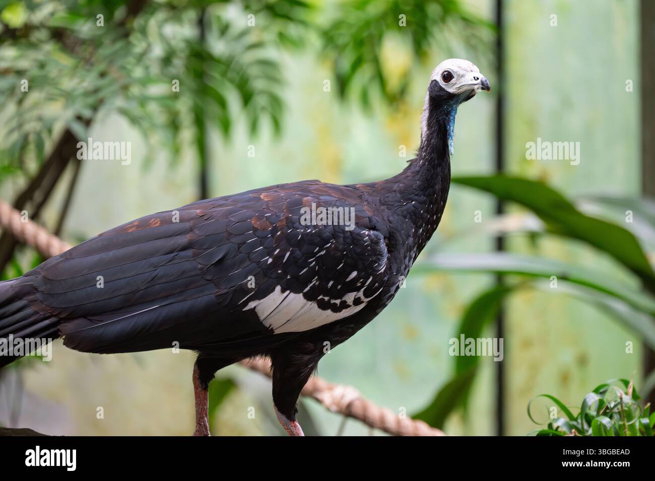 Struthio melanophris hi-res stock photography and images - Alamy