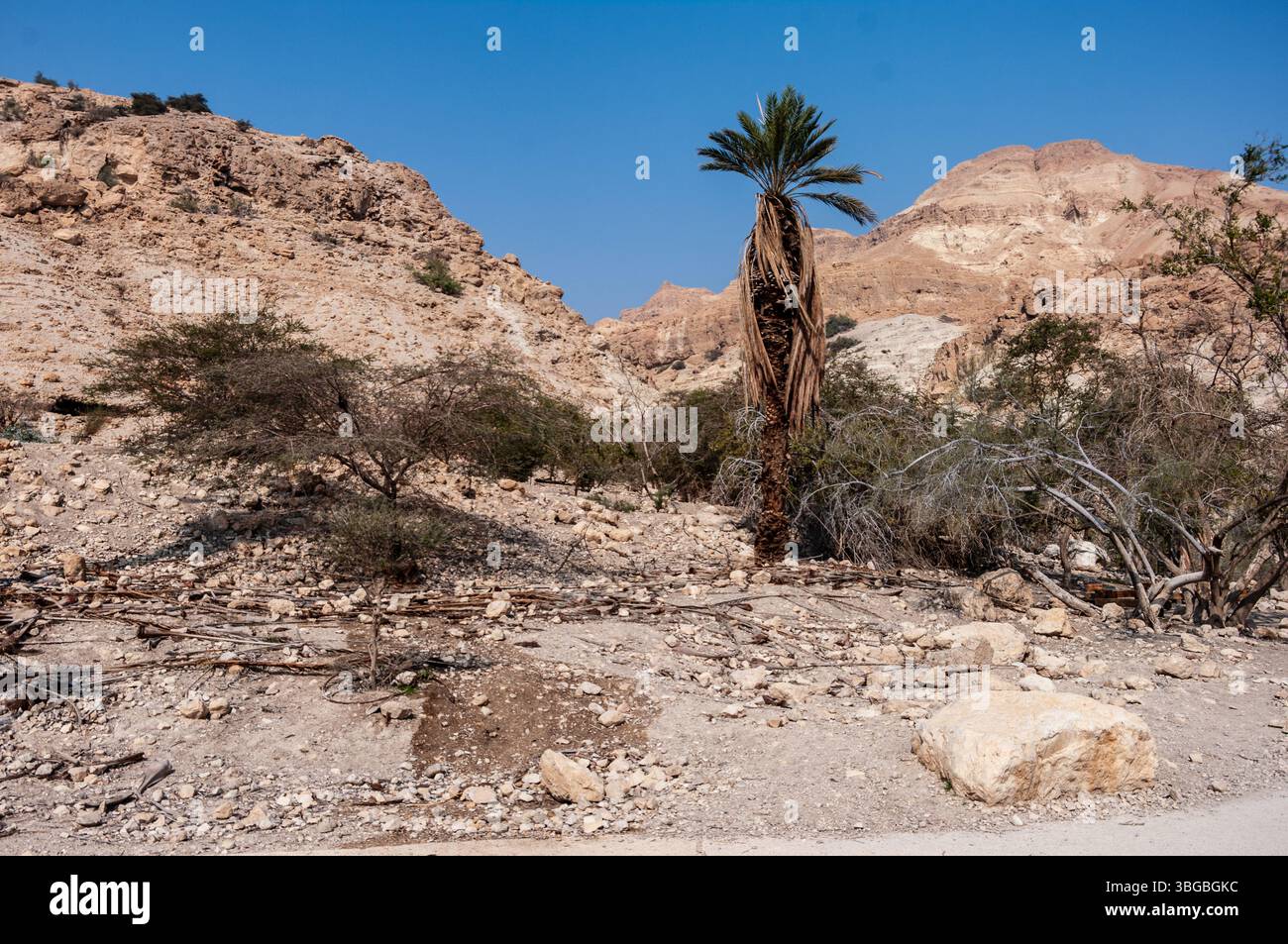 A barren desert landscape with a lone palm tree. Concept of isolation ...