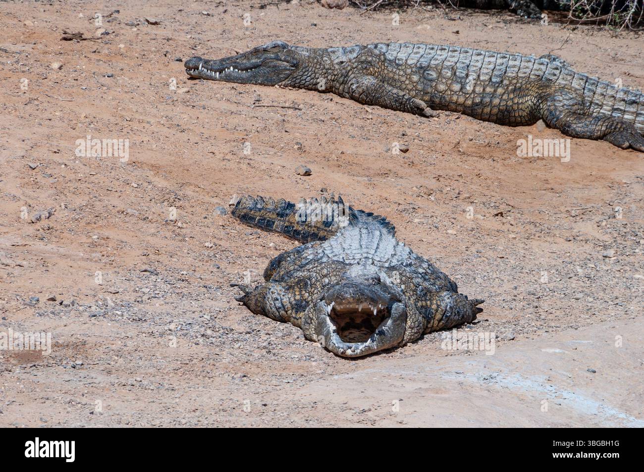 Two crocodiles laying on the ground, one of which is eating the other ...