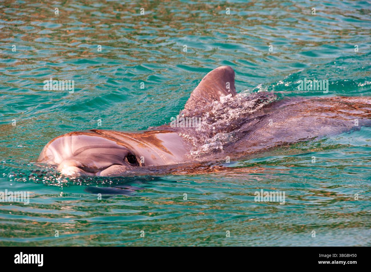 A dolphin is swimming in the ocean. The water is clear and calm. The ...