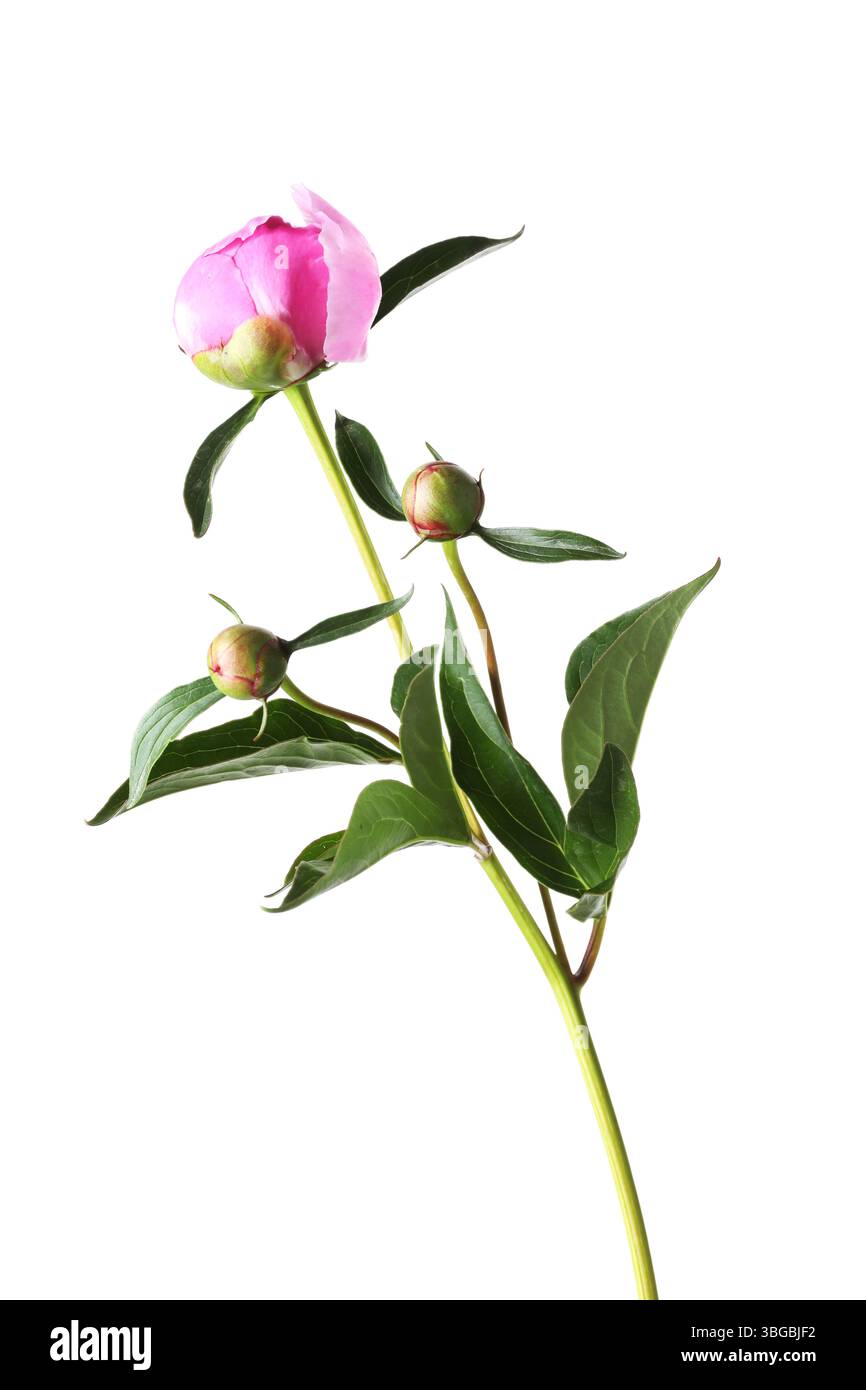 Peony pink buds flower Cut Out Stock Images & Pictures - Alamy