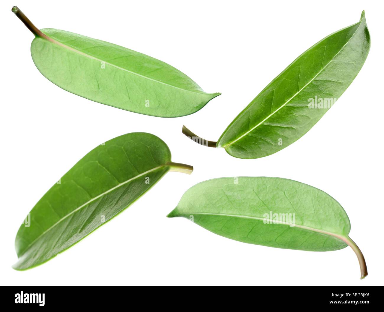 Many green leaves isolated on white, set Stock Photo - Alamy