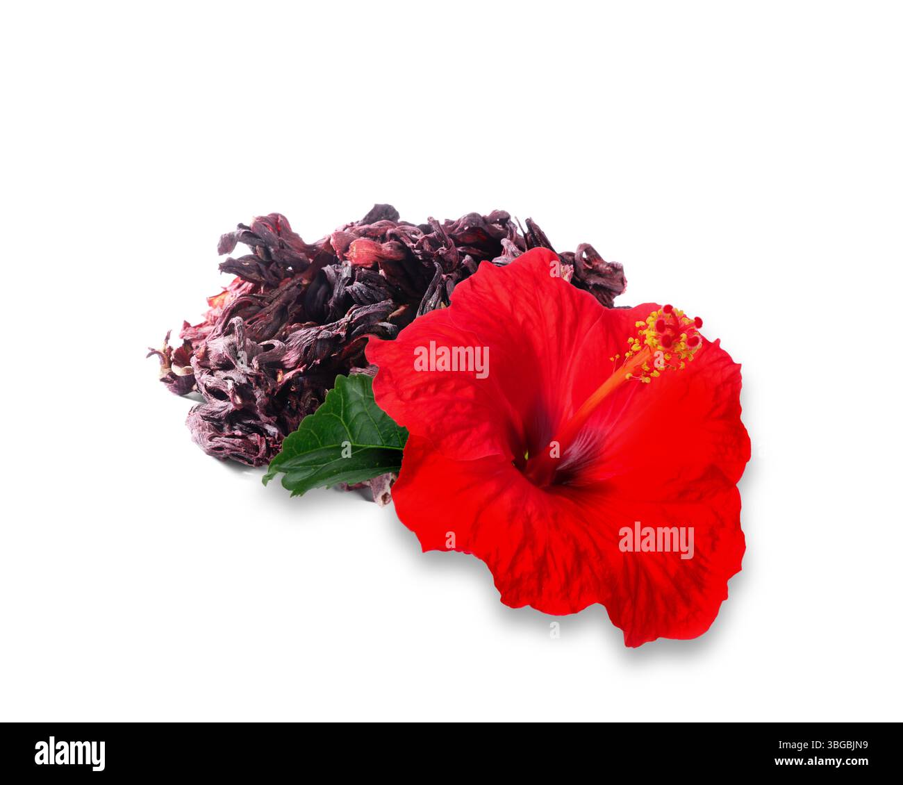 Red hibiscus flower and dried calyces on white background Stock Photo ...