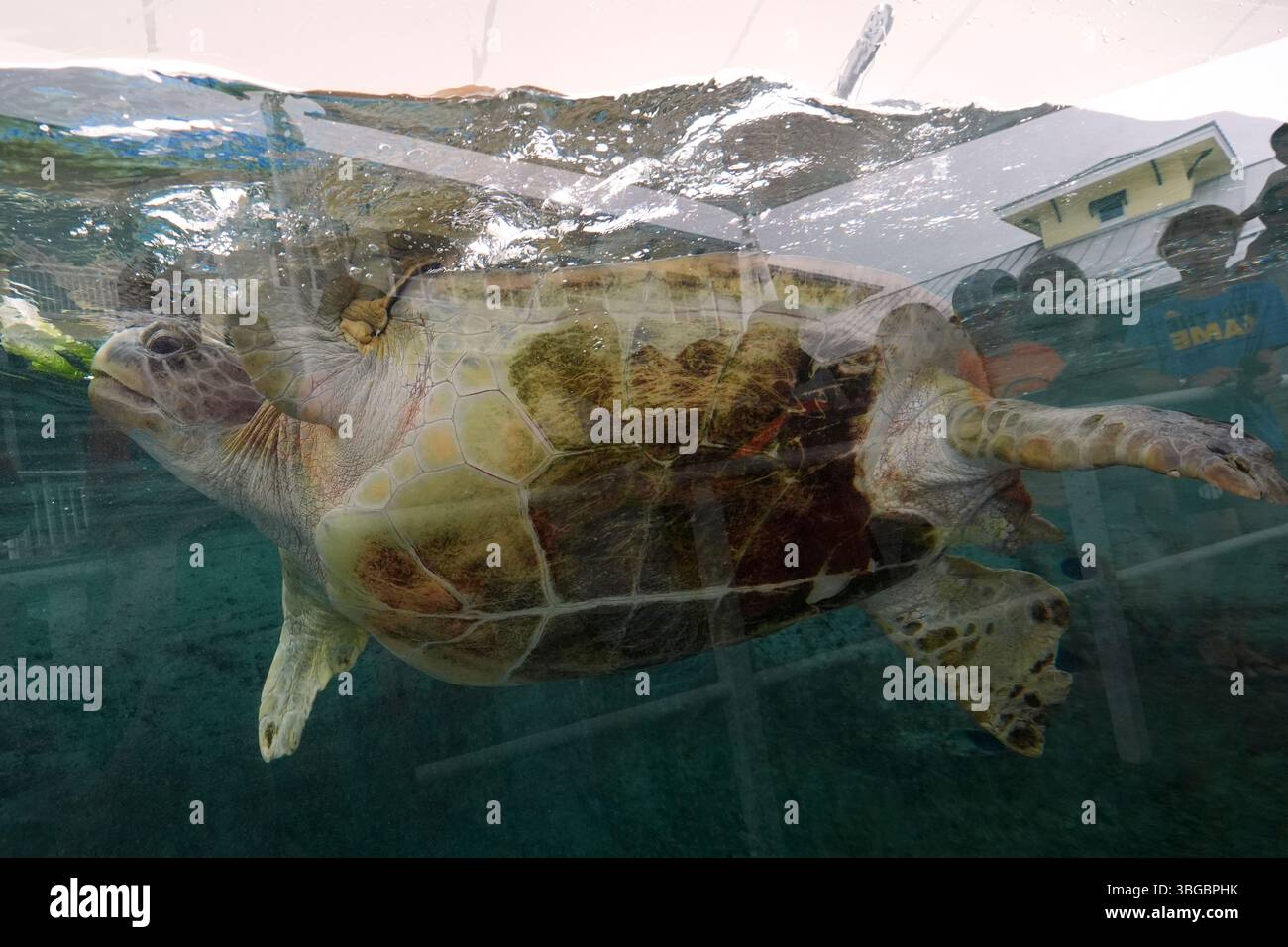 Visitors are reflected in a tank window as they watch Turtwig, a sub ...
