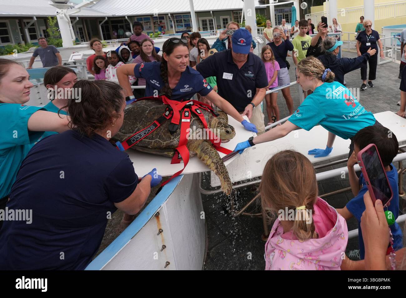 Visitors watch as staff work together to transfer Hank, a female sub ...