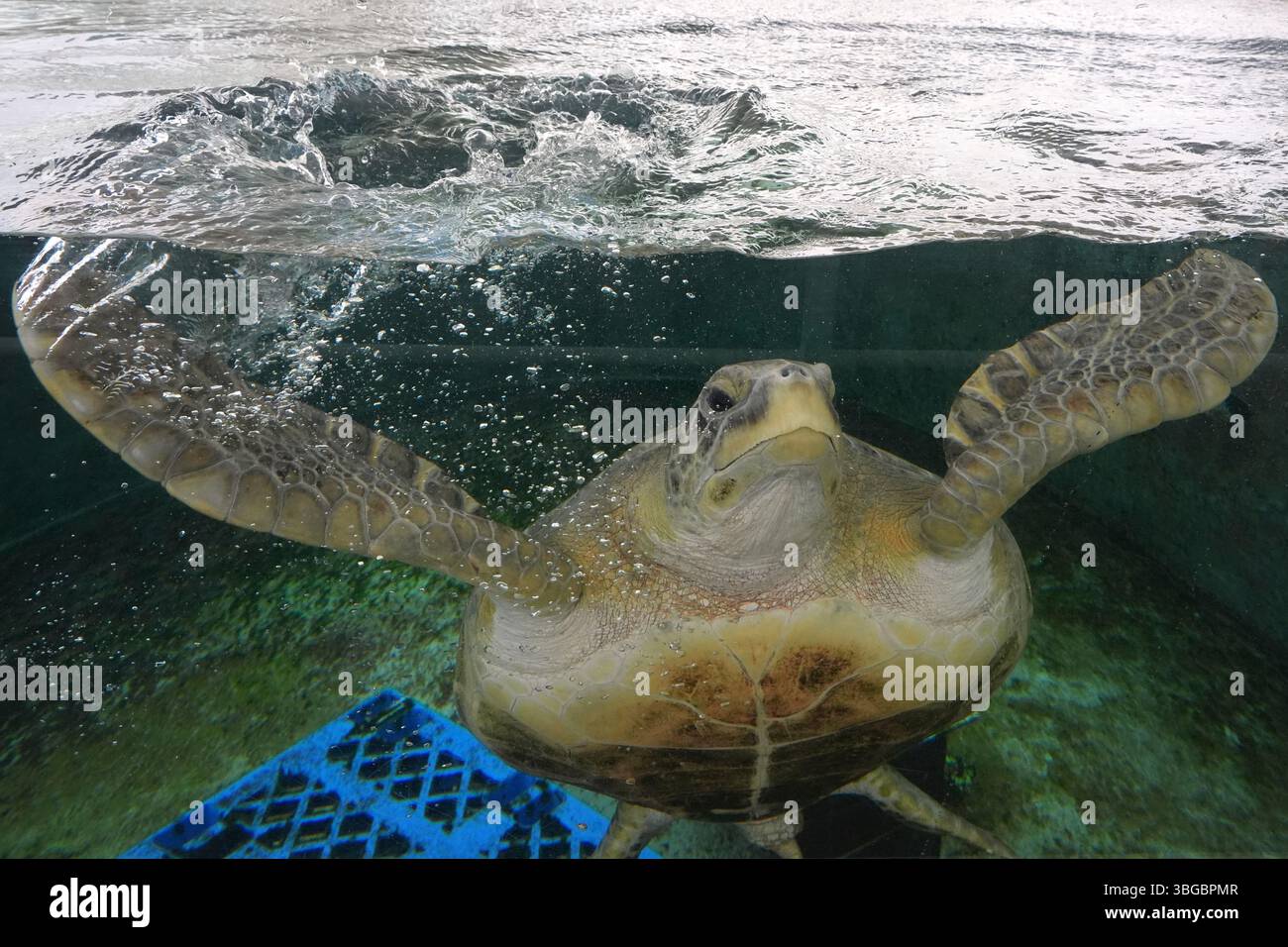 Turtwig, a sub-adult green sea turtle who cannot return to the wild due ...