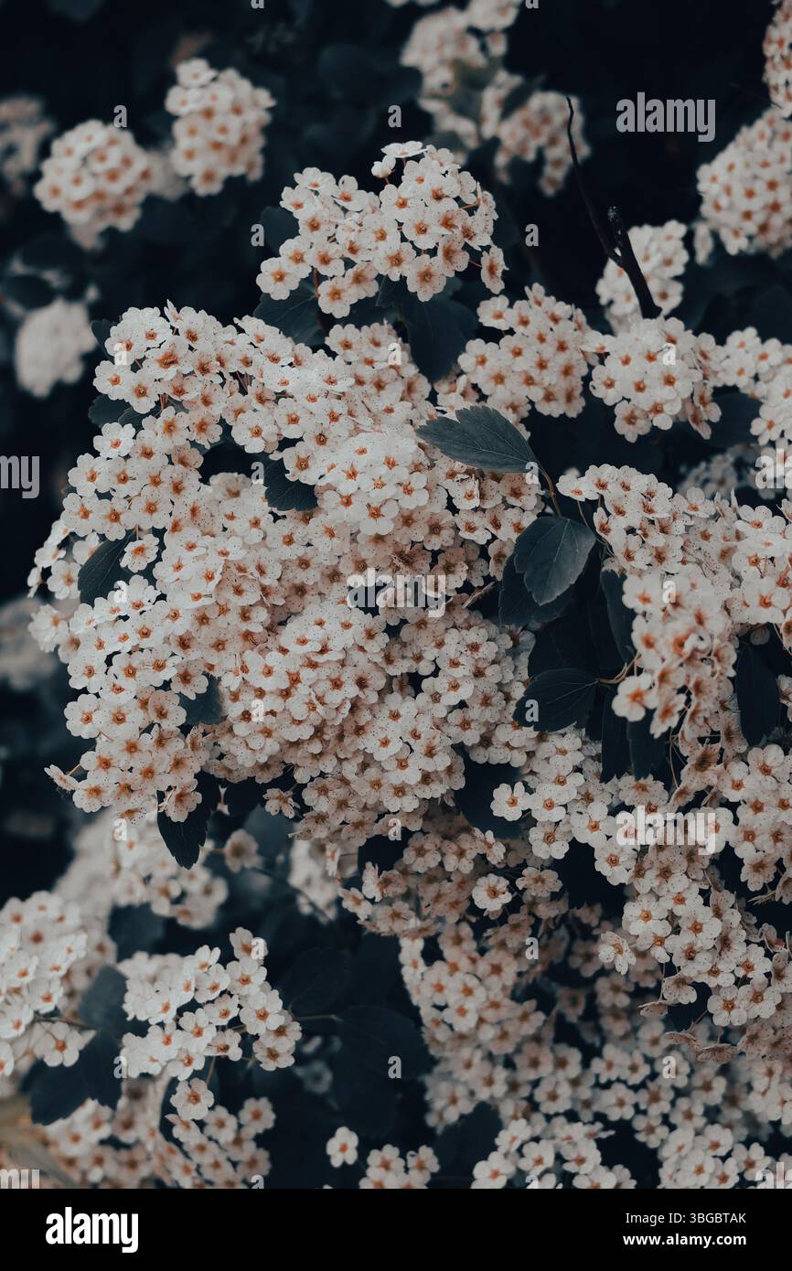 Dense cluster delicate white flowers hi-res stock photography and ...