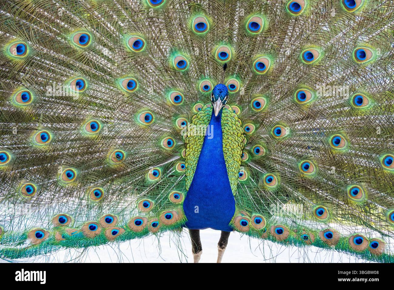 Beautiful Indian Peacock at the Yellow River Wildlife Sanctuary near ...
