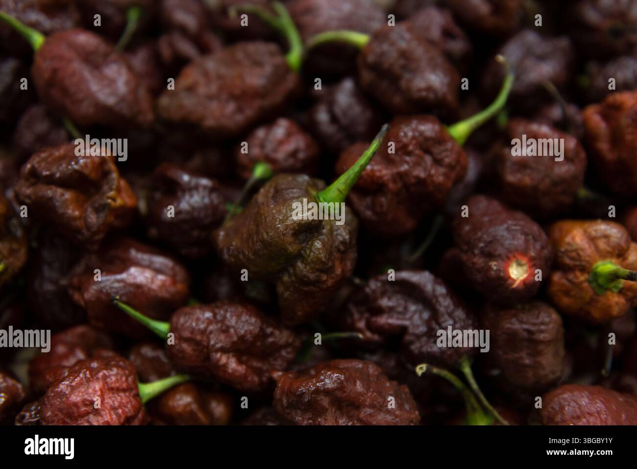 Trinidad Scorpion chocolate, the second hottest chili in the world ...