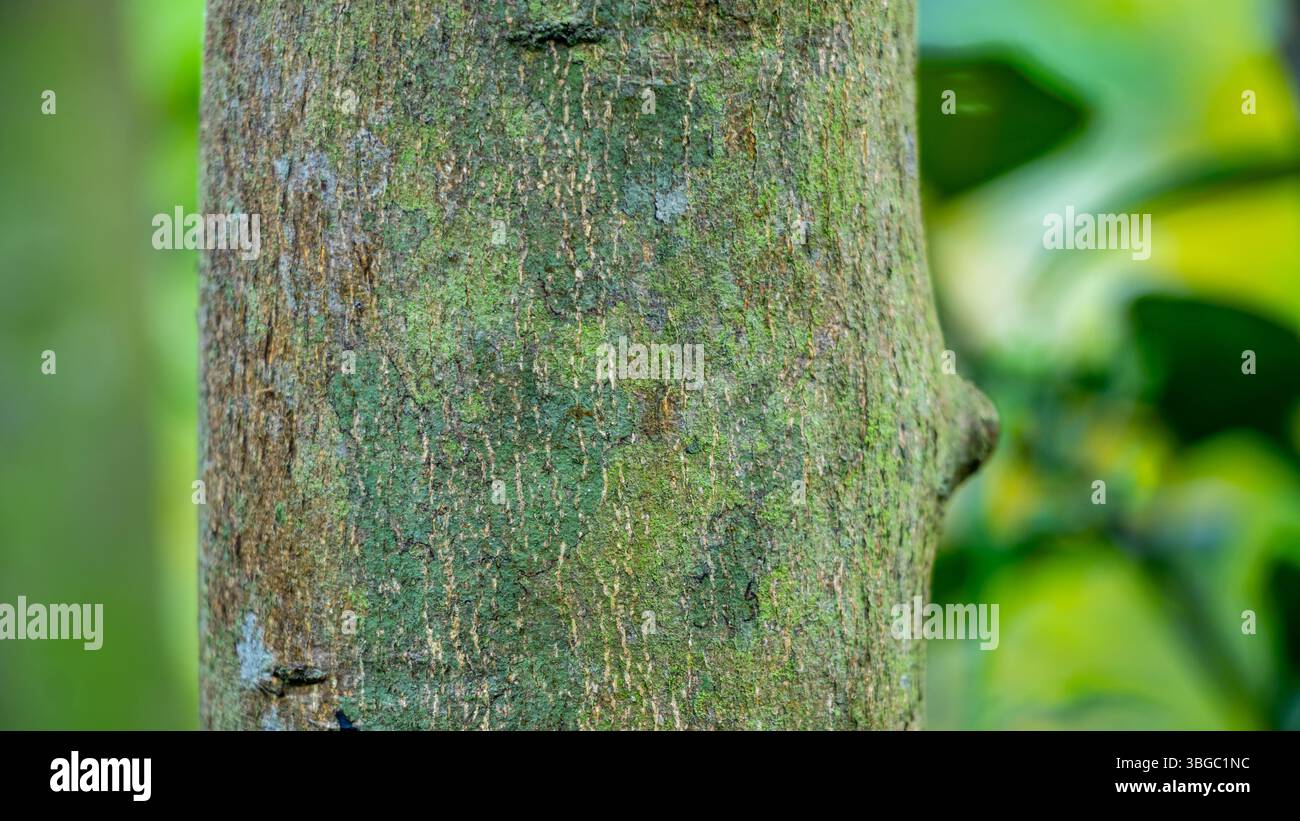 A tree trunk, predominantly covered in a vibrant green mosaic of moss ...