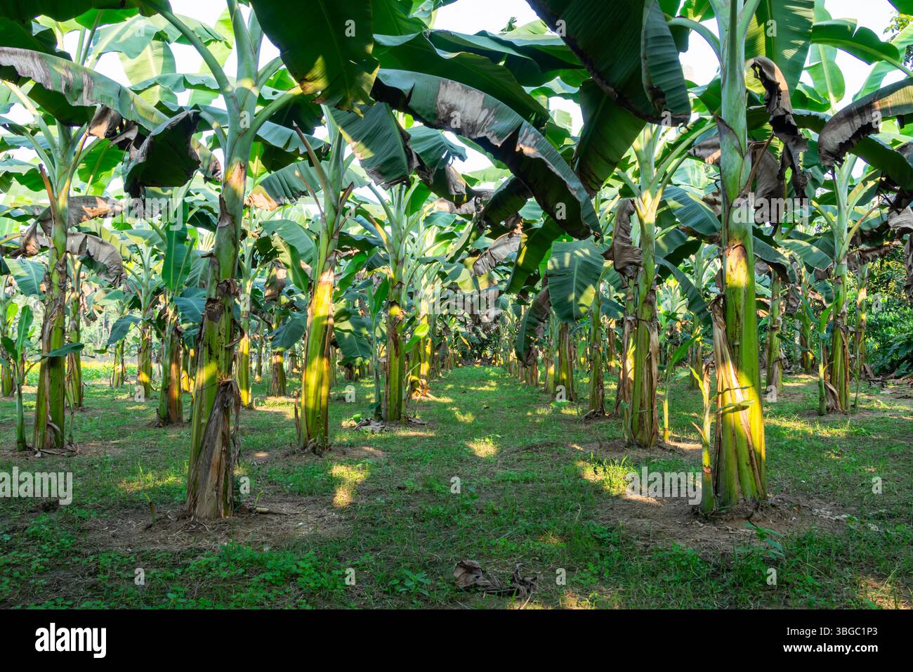 Banana plantation, with orderly rows of Banana plants, possibly Musa x ...