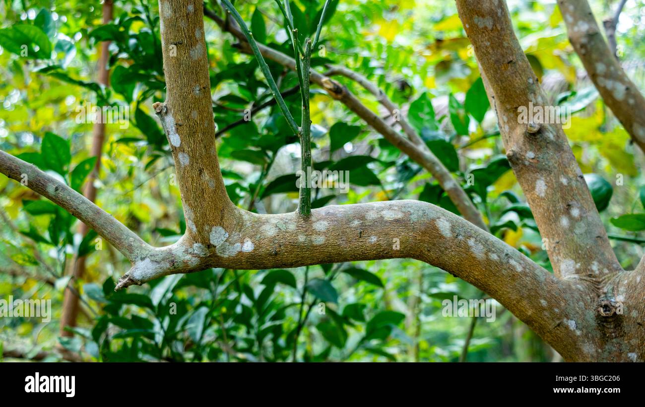 The trunk and branches of what appears to be a citrus tree, based on ...