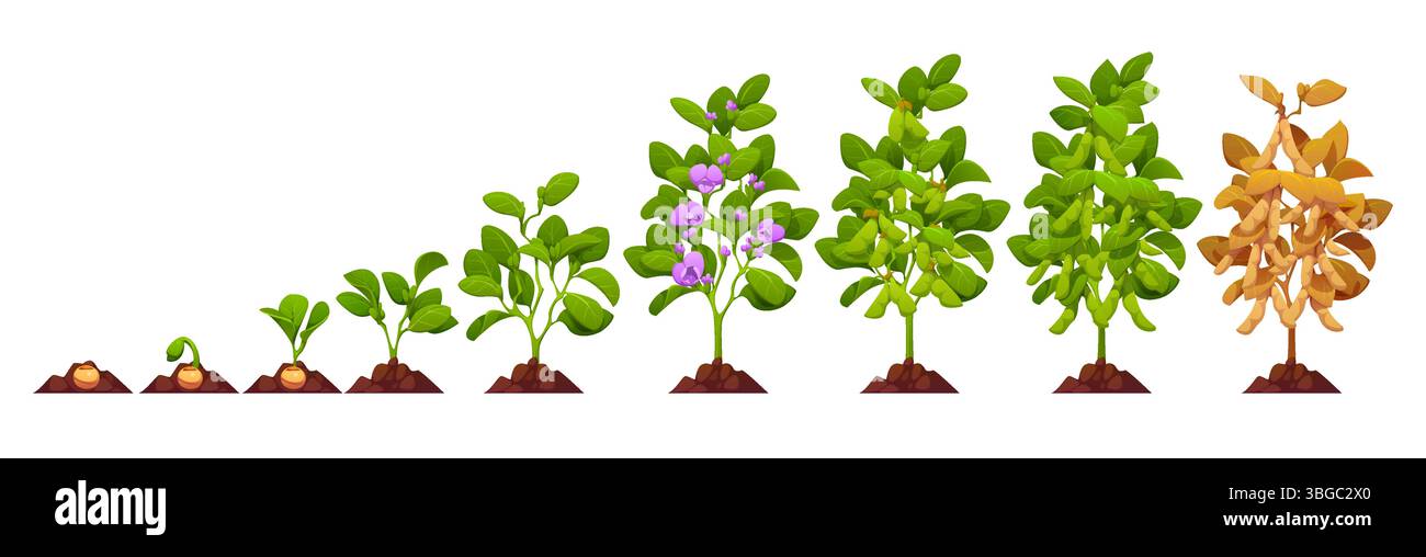 Soy plant growth stages, soybean crop of soya beans, vector agriculture ...
