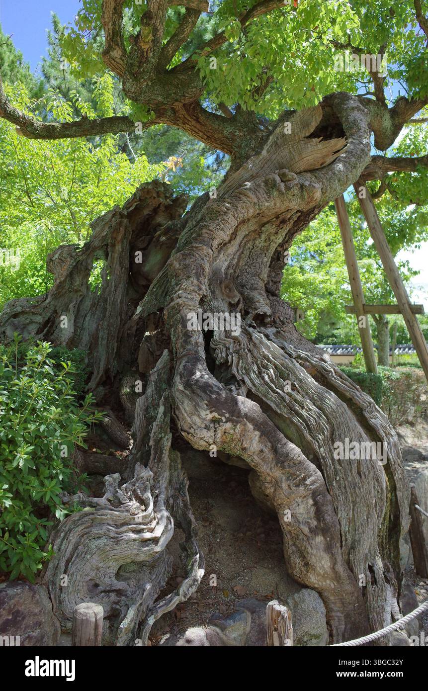 Old tree in the grounds of Horyu-ji Temple, a UNESCO World Heritage ...