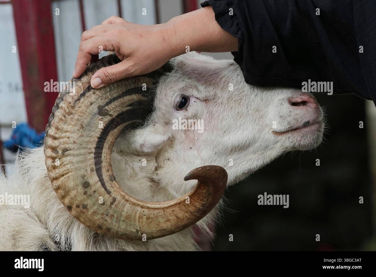 Nina Herlina pets a goat she sells ahead of the Eid al-Adha holiday at her livestock stall in ...