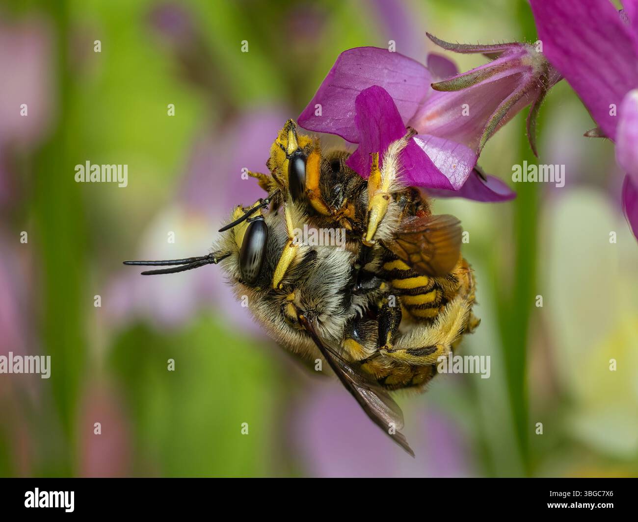 Side view of a pair of European wool carder bees, Anthidium manicatum ...