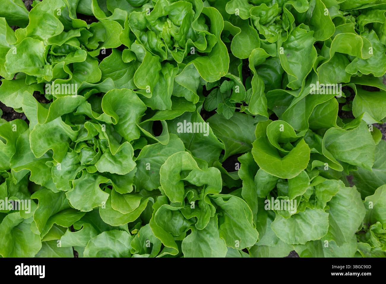 Bright and crisp lettuce leaves top view showcasing fresh produce ...
