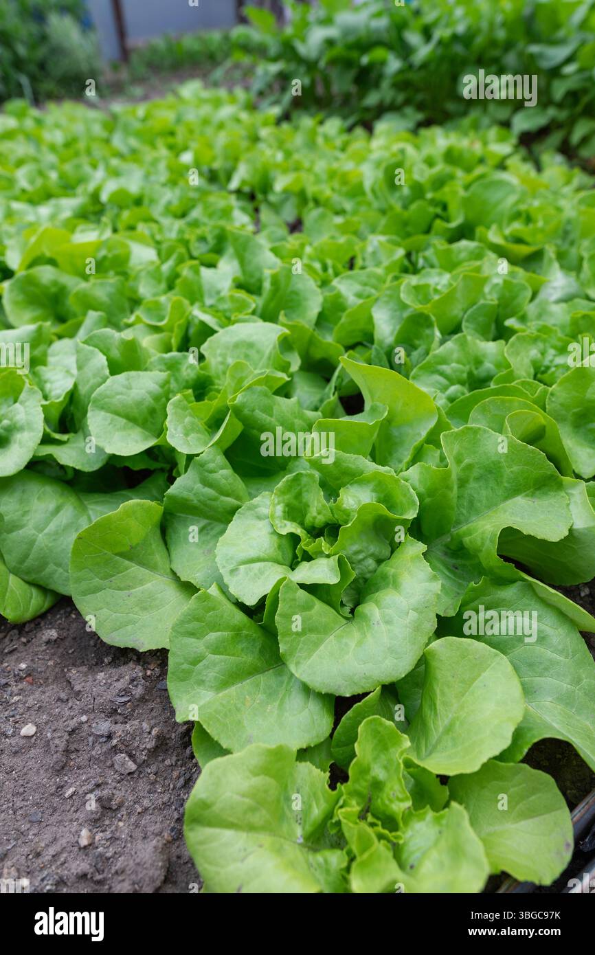 Vibrant macro of garden-grown lettuce with rich green colors and ...