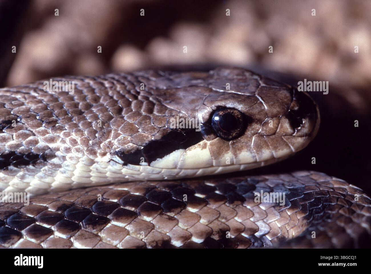 Bulgarian ratsnake hi-res stock photography and images - Alamy
