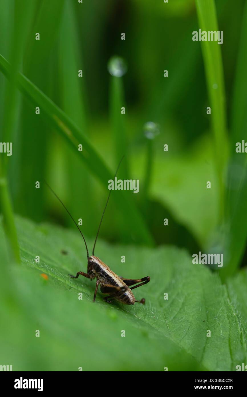 Macro photo of a grasshopper on straw, emphasizing texture, color, and ...