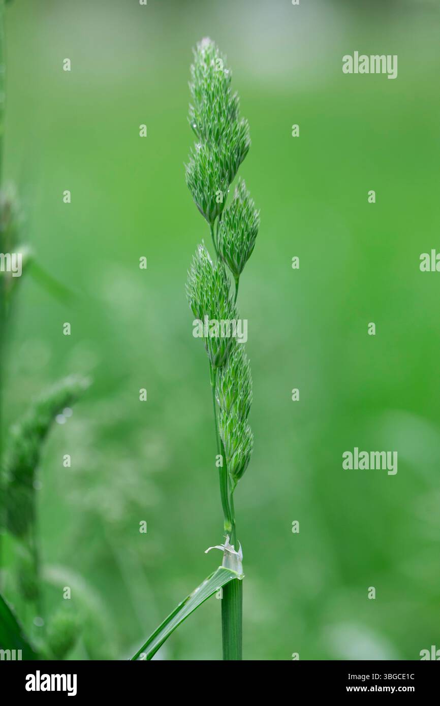 Vertical macro photograph of a single fresh green grass spikelet ...