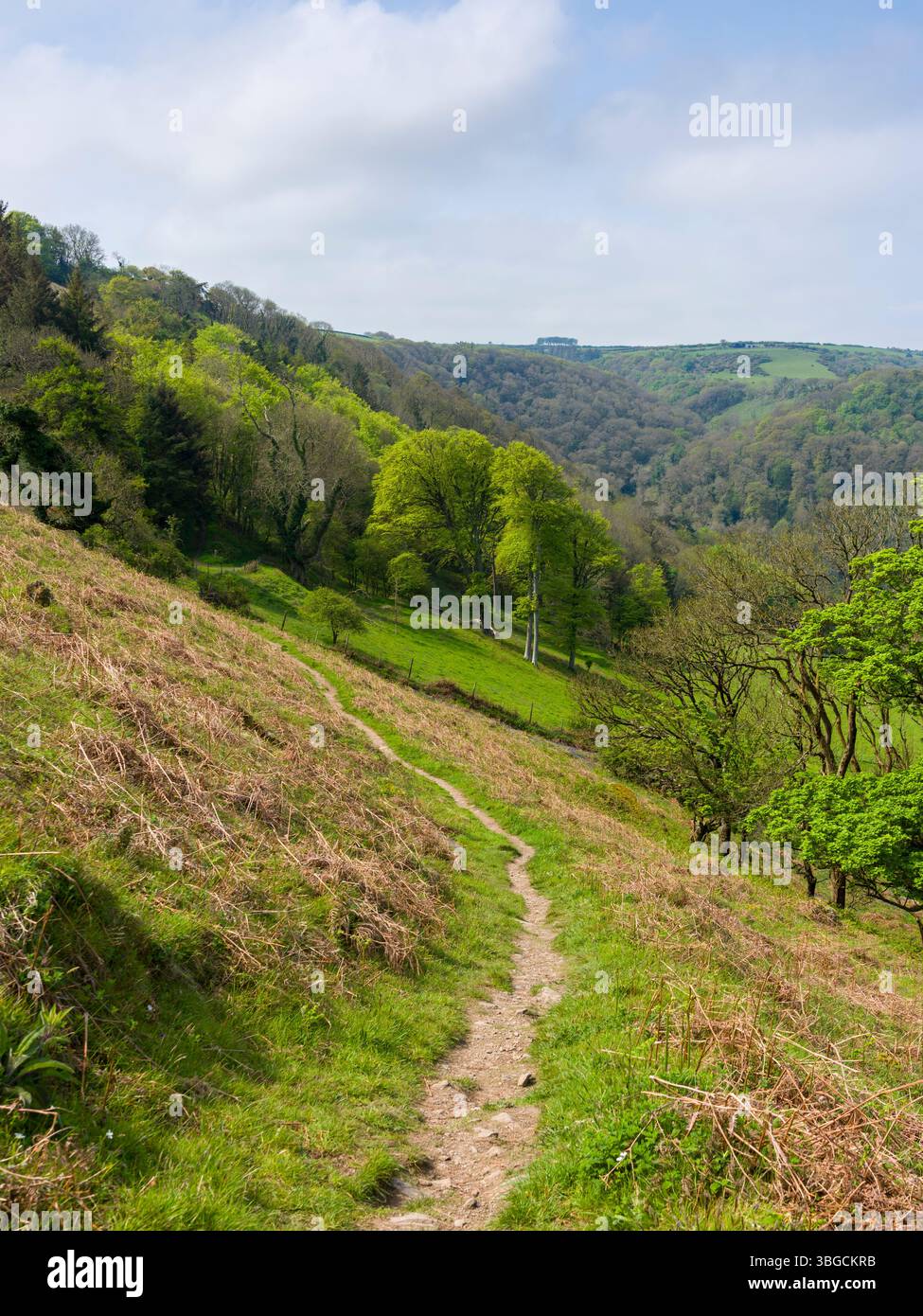 The footpath from South Cleave leading to Six Acre Wood above Lee Bay ...