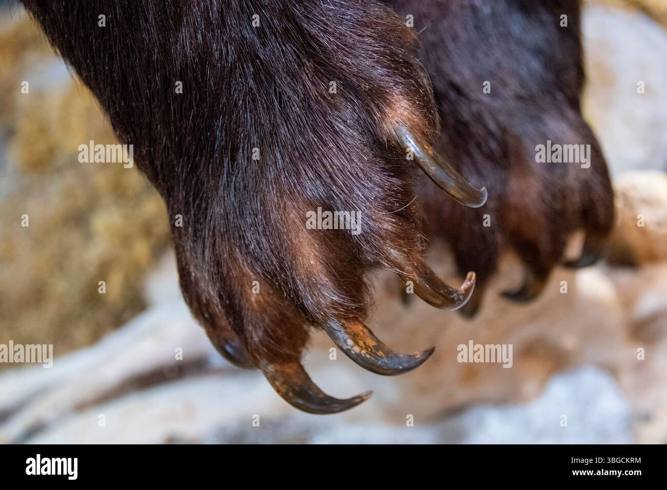 Taxidermy Bear Claws on Display Stock Photo - Alamy