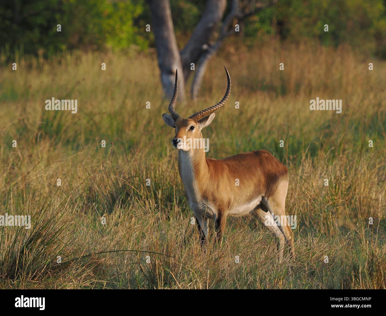 Impala are a very common antelope in Botswana, and predated by many ...