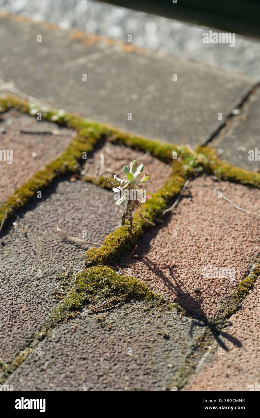 Plant reclaiming pavement hi-res stock photography and images - Alamy