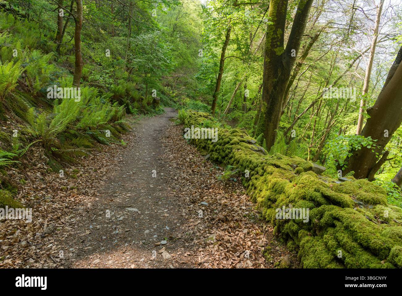 The Two Moors Way & Tarka Trail through Lyn Cleave above Lynmouth in ...