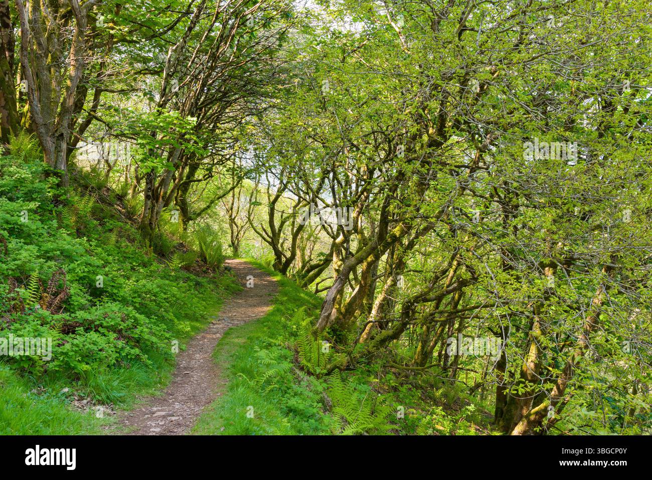 The Two Moors Way & Tarka Trail through Lyn Cleave above Lynmouth in ...
