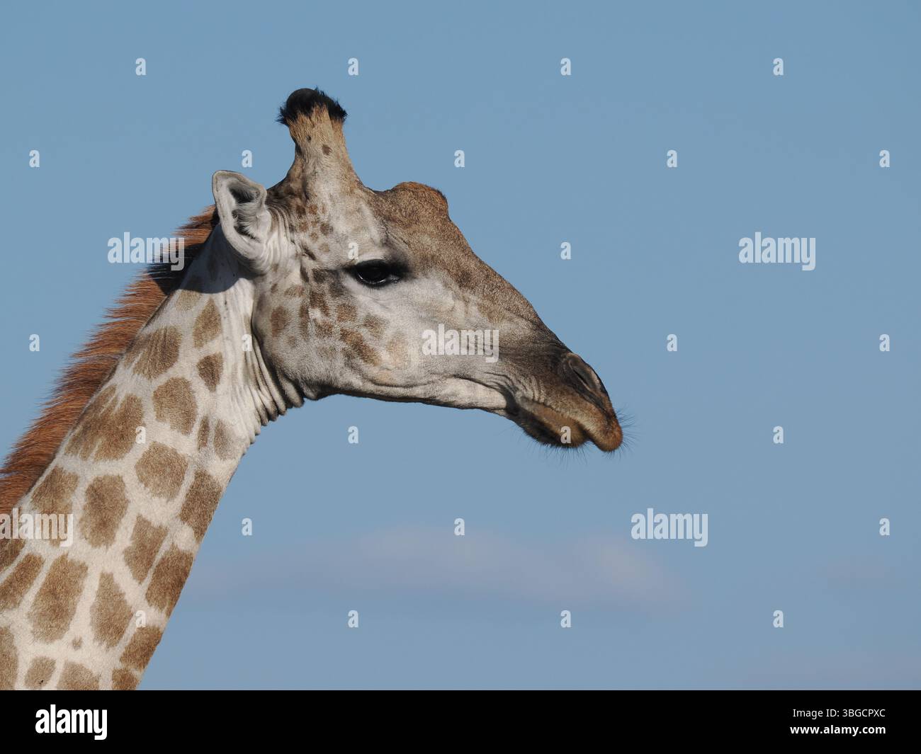 Southern giraffe are a fairly common species in Botswana helped by the ...