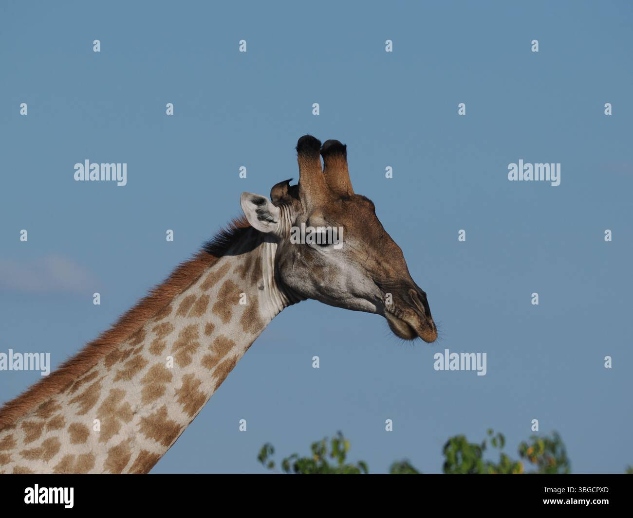 Southern giraffe are a fairly common species in Botswana helped by the ...
