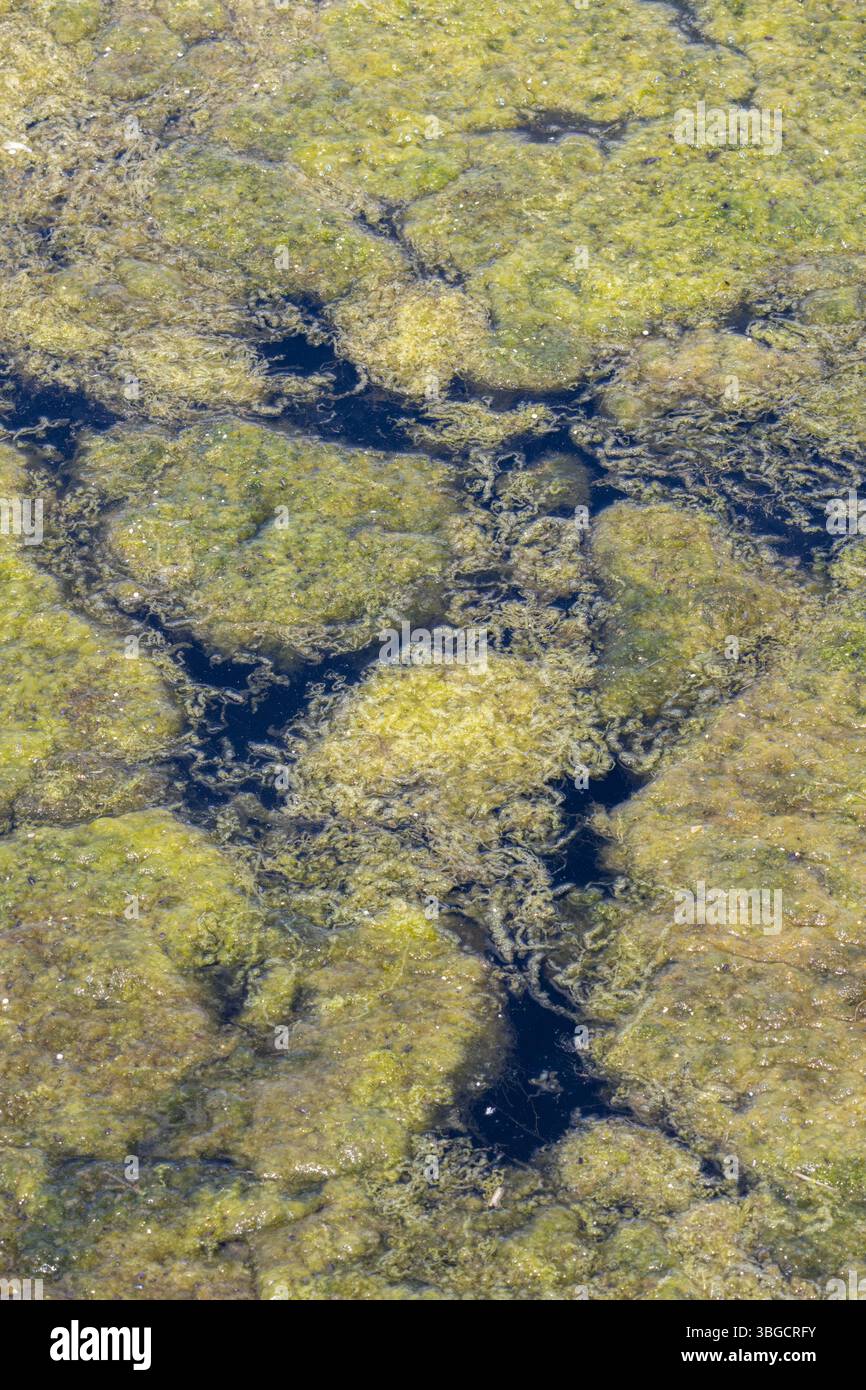 Pond surface covered with green algae, indicating eutrophication ...