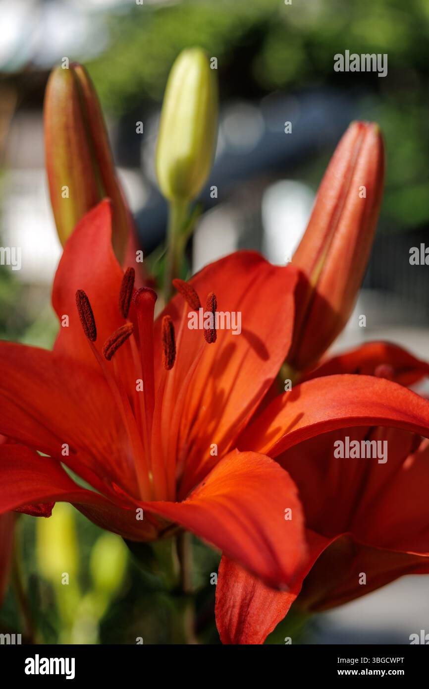 Shadows of vivid orange lily flower's stamen show on its petals. Golden ...