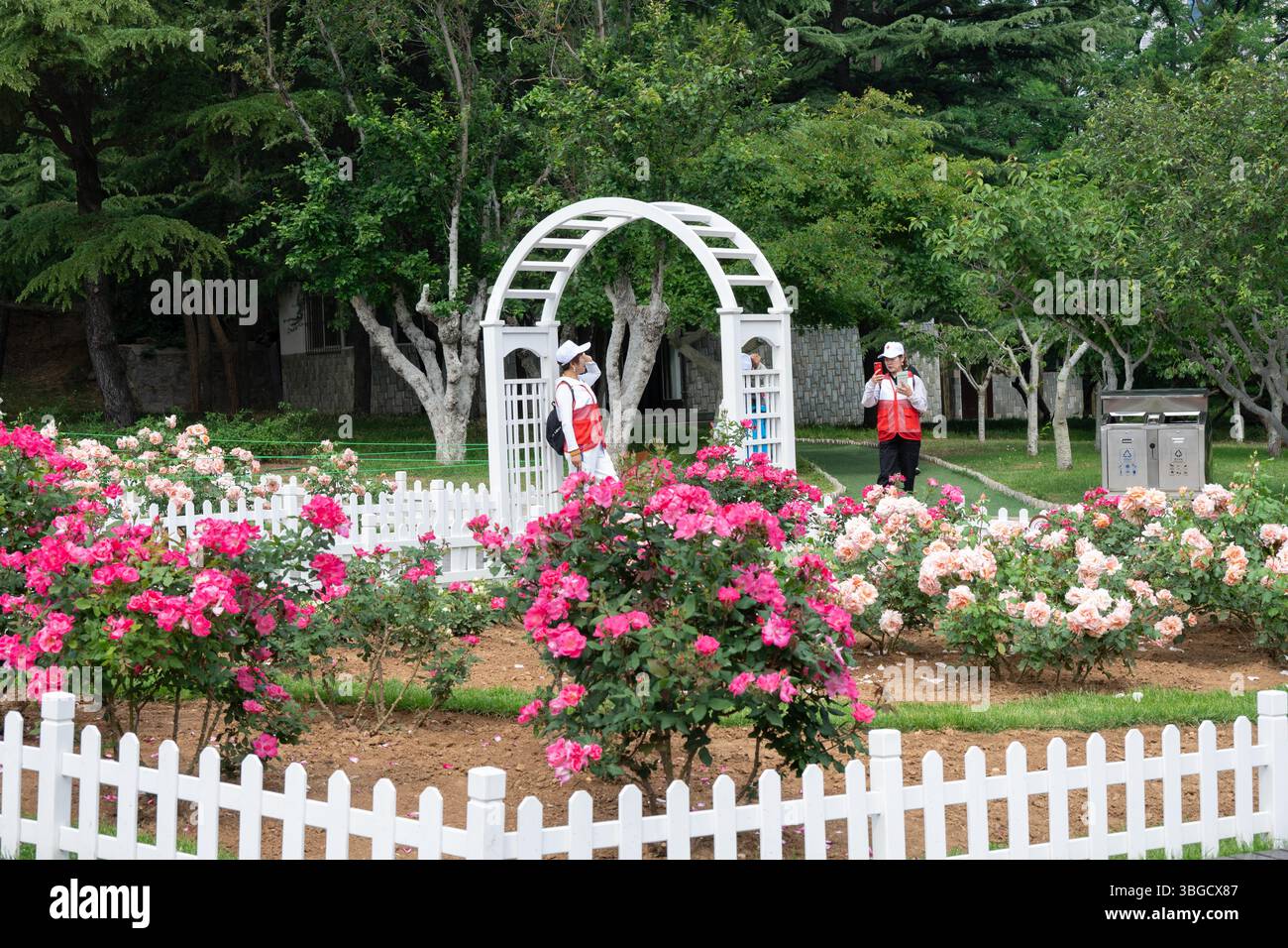 Chinese rose flowers are in full bloom at a park in Dalian City ...