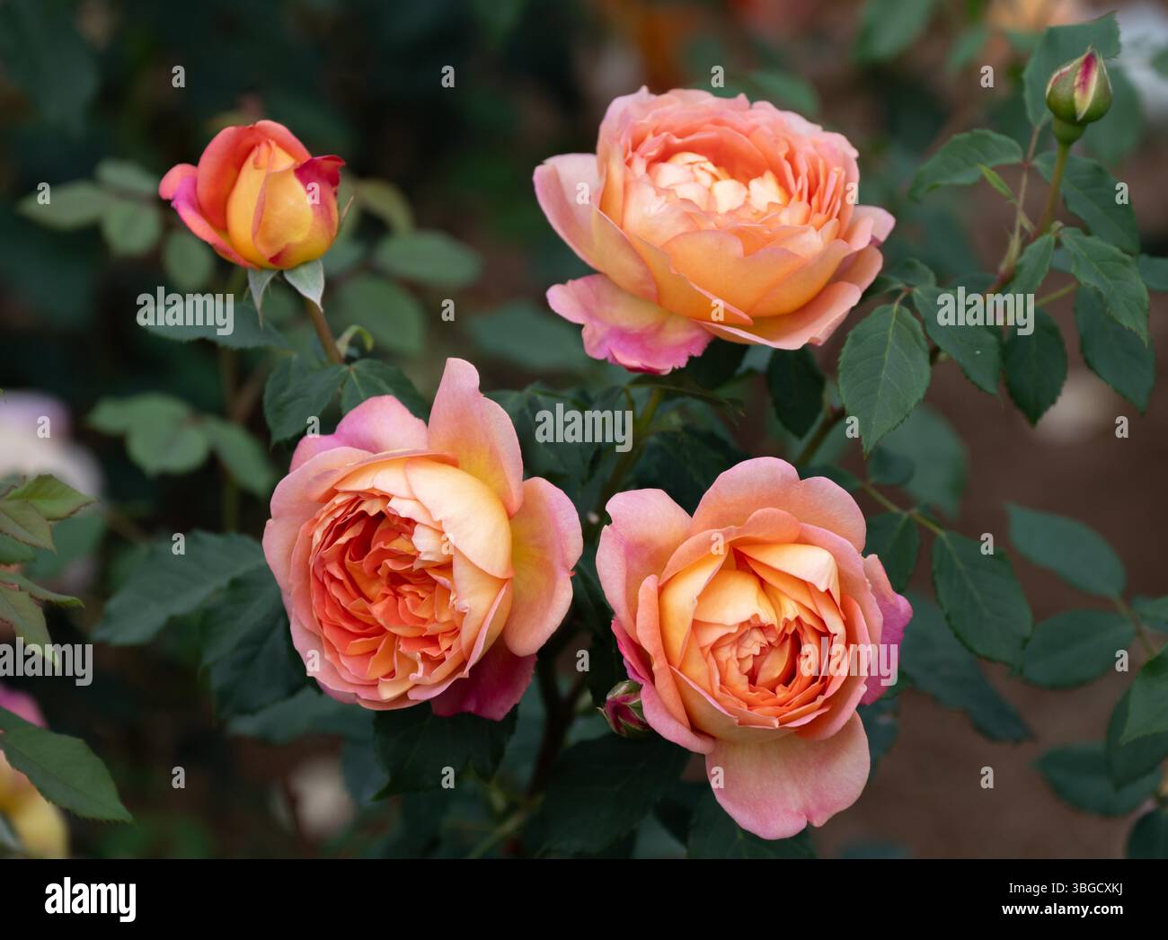 Chinese rose flowers are in full bloom at a park in Dalian City ...