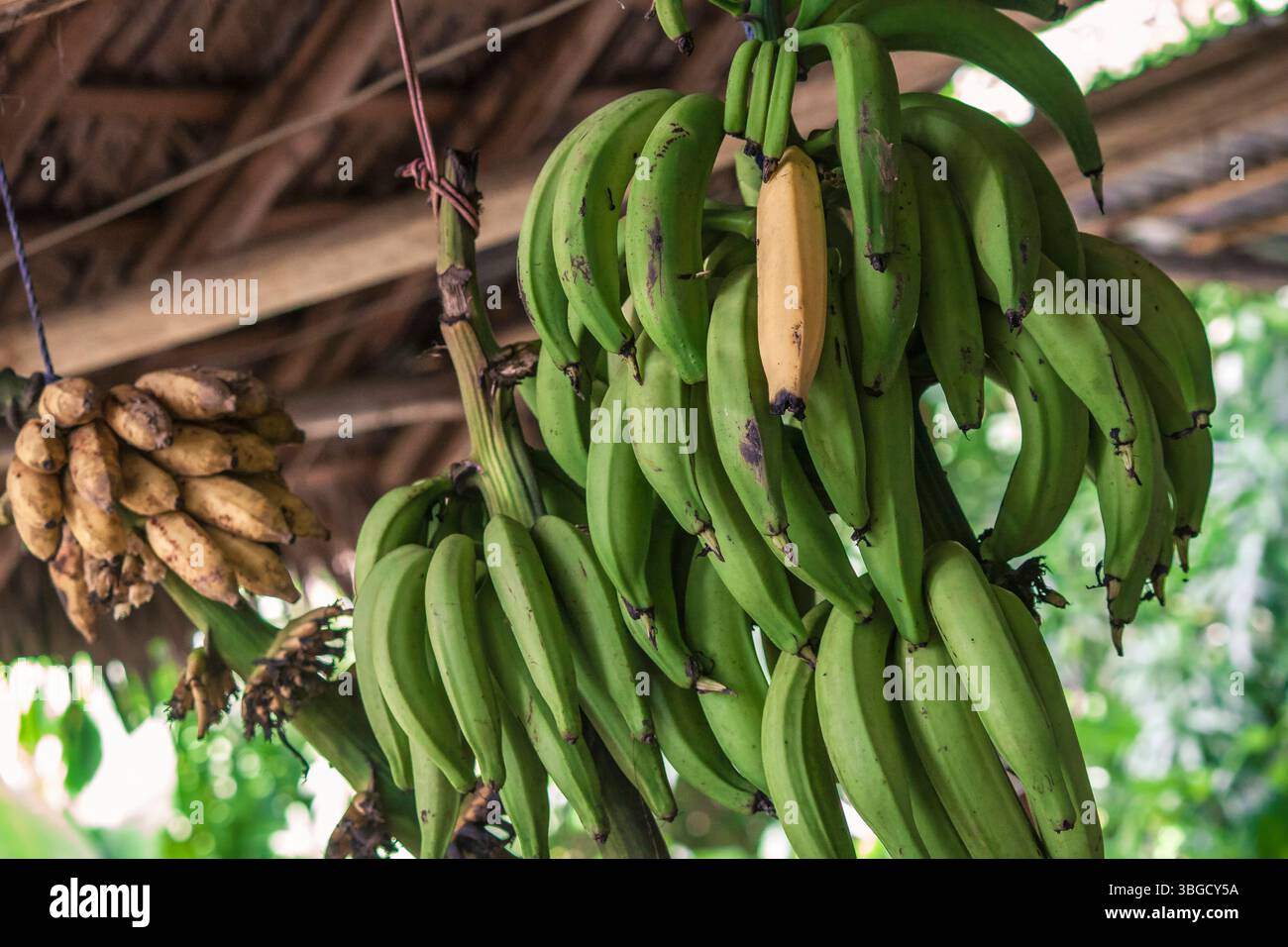 Green and yellow plantains hanging from the ceiling of a wooden ...